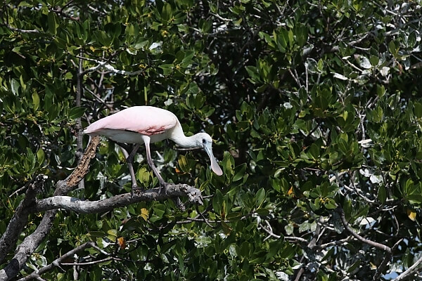 Florida Keys Bird Watching Tours | Florida Keys Eco Tour Reports
