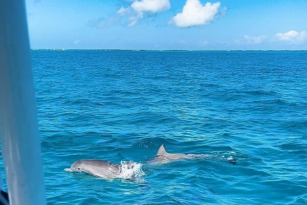 Playful Dolphin Encounter in the Florida Keys