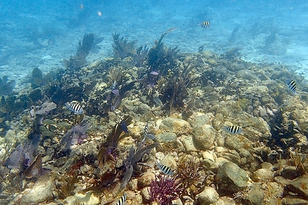 The Science Behind Coral Reefs and Their Importance in the Florida Keys