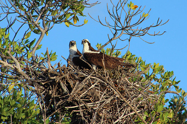 Explore the Wild Side of the Everglades from Islamorada